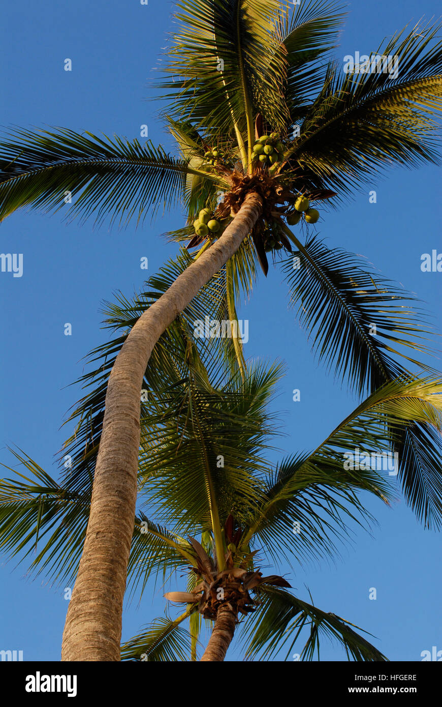 palm tree in Acapulco, Mexico Stock Photo - Alamy