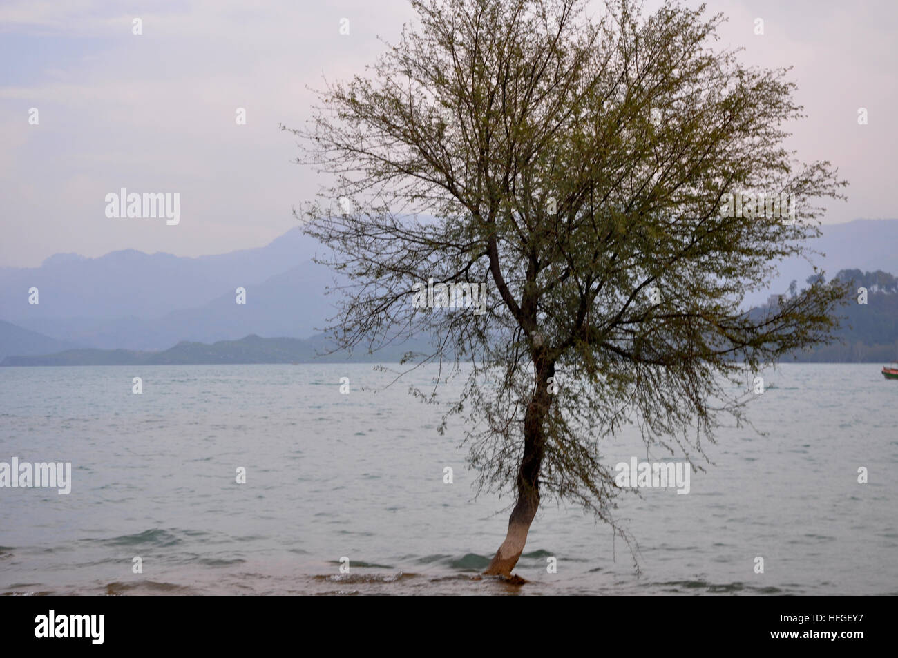 Tress silhouette hi-res stock photography and images - Alamy