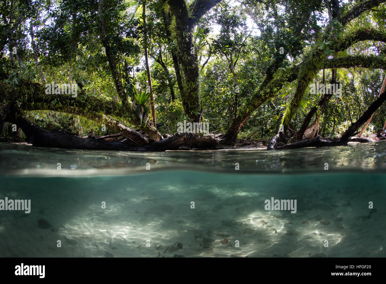 A lush, green rainforest growing on a remote, tropical island overhangs ...