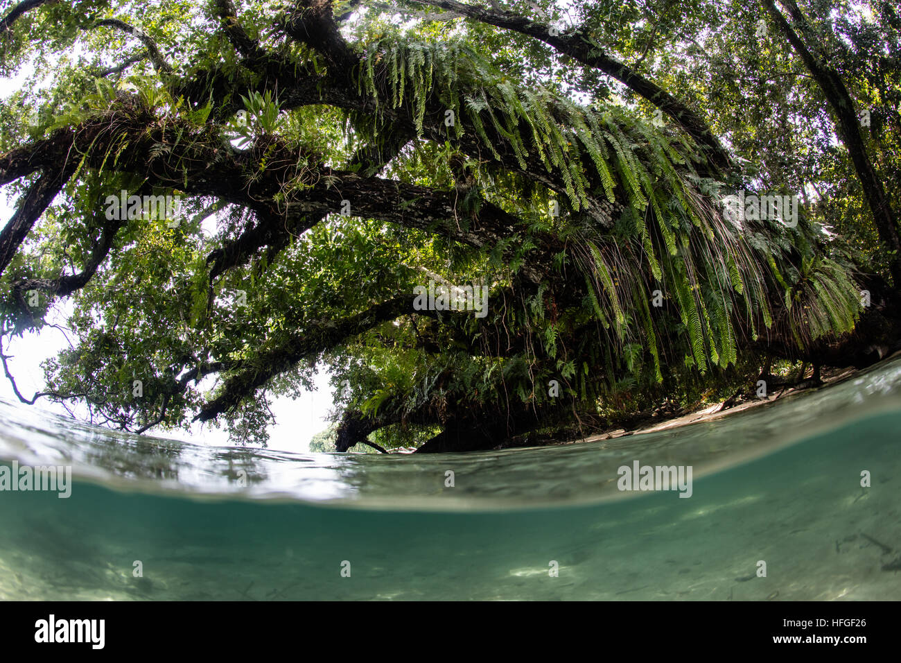 Tropical rainforest waters hi-res stock photography and images - Alamy
