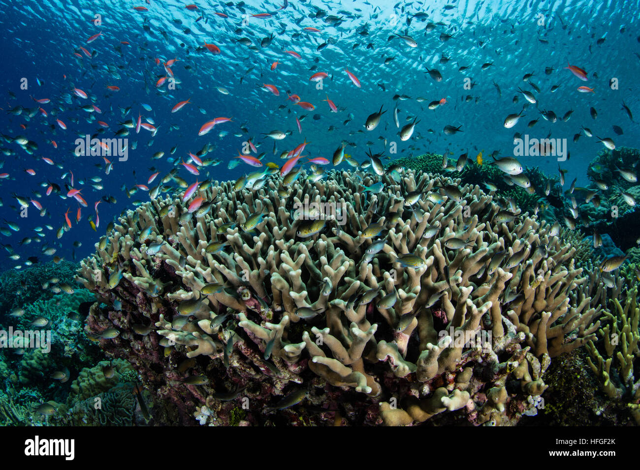 Colorful fish swim above a reef in the Solomon Islands. This remote ...
