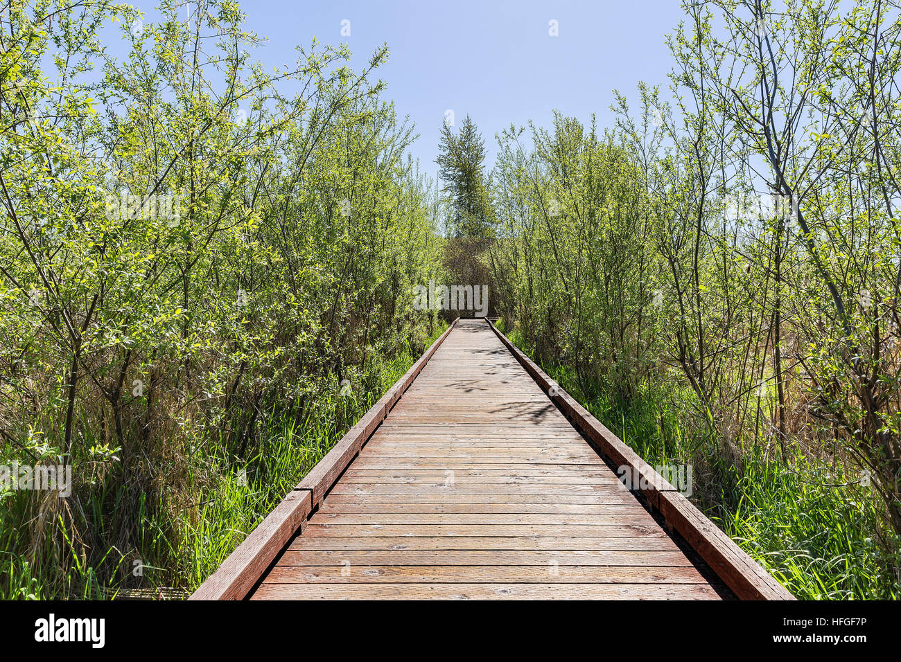 Boardwalk trail through wetland. Auburn, WA city environmental park ...