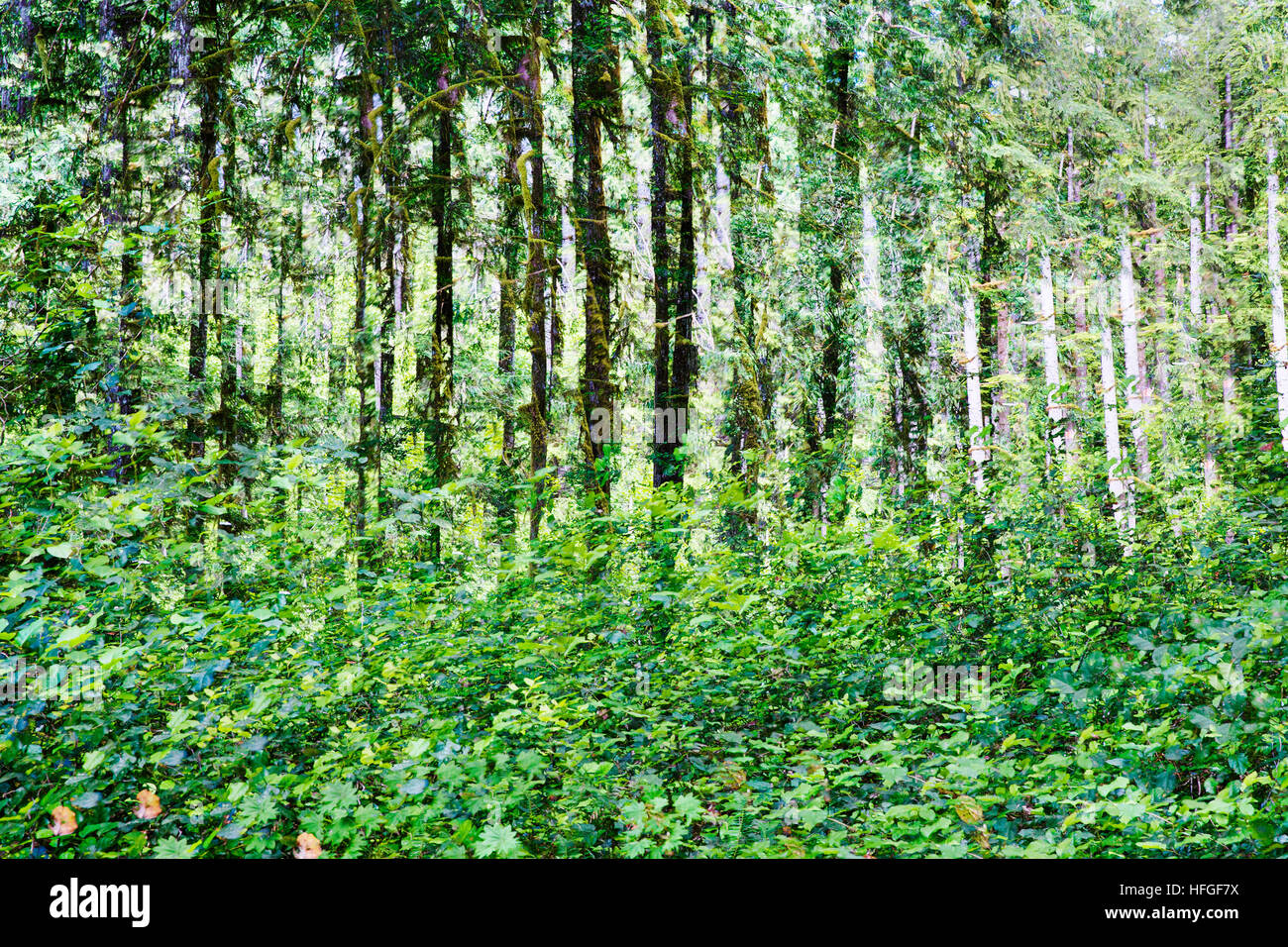 Rainforest, multiple exposure near Lake Quinault in Olympic National ...