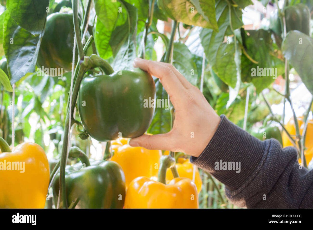 Yellow and green pepper capsicum on the pepper tree, stock photo Stock ...