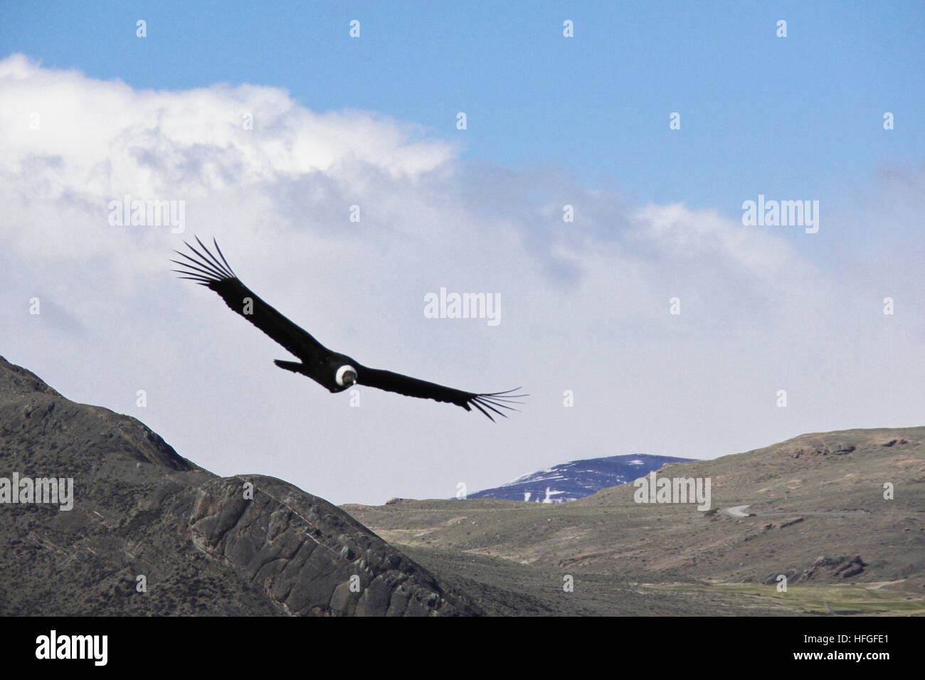 Andean condor flying, Torres del Paine NP, Patagonia, Chile Stock Photo ...