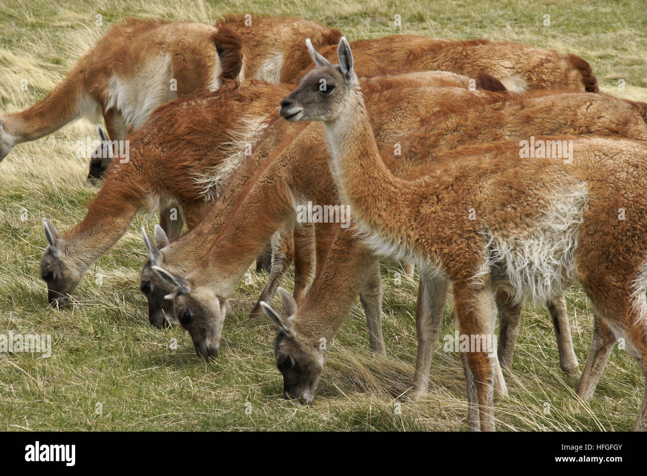 Guanacos, patagonia, chile hi-res stock photography and images - Alamy