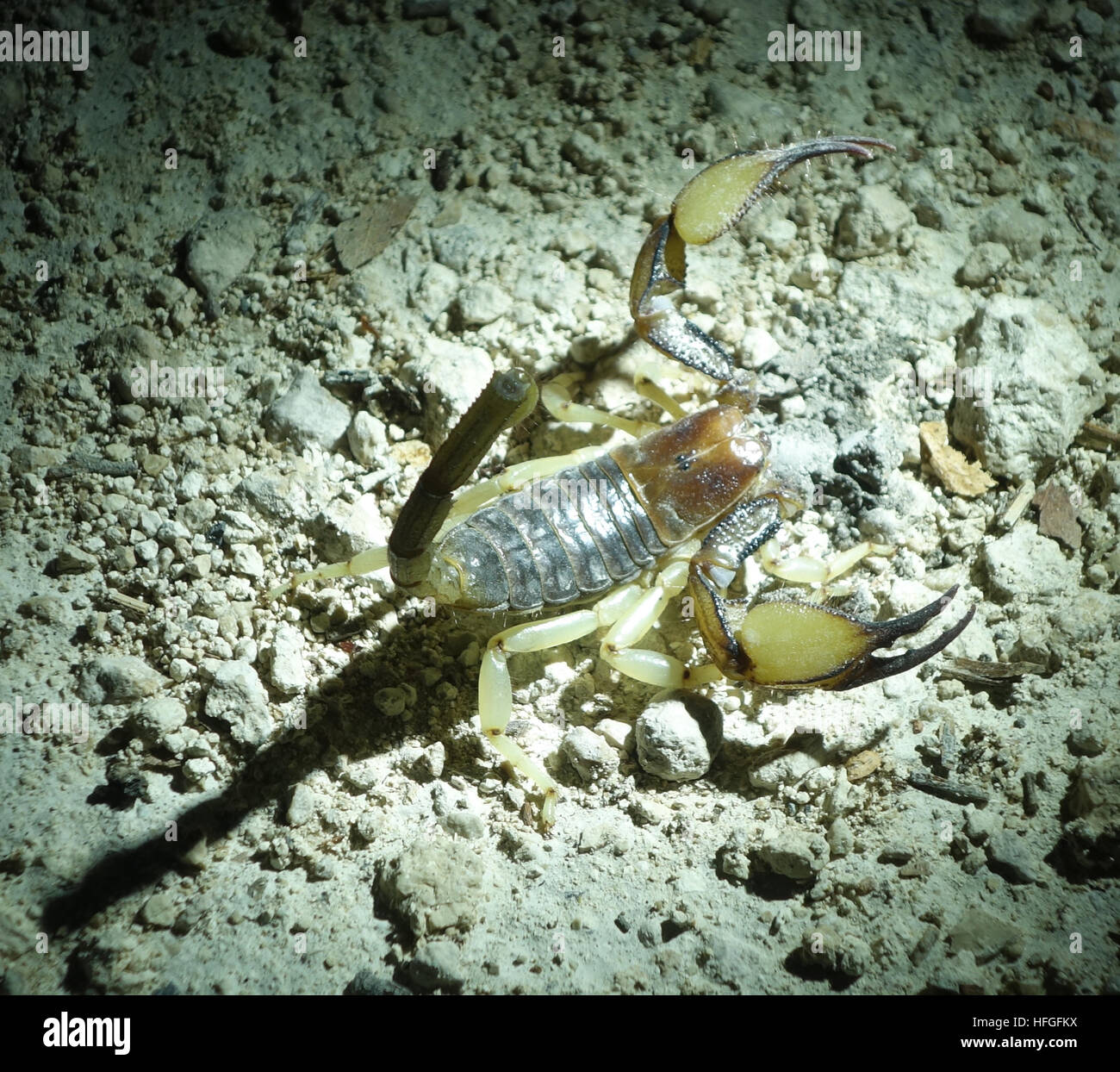 Scorpio legs hi-res stock photography and images - Alamy