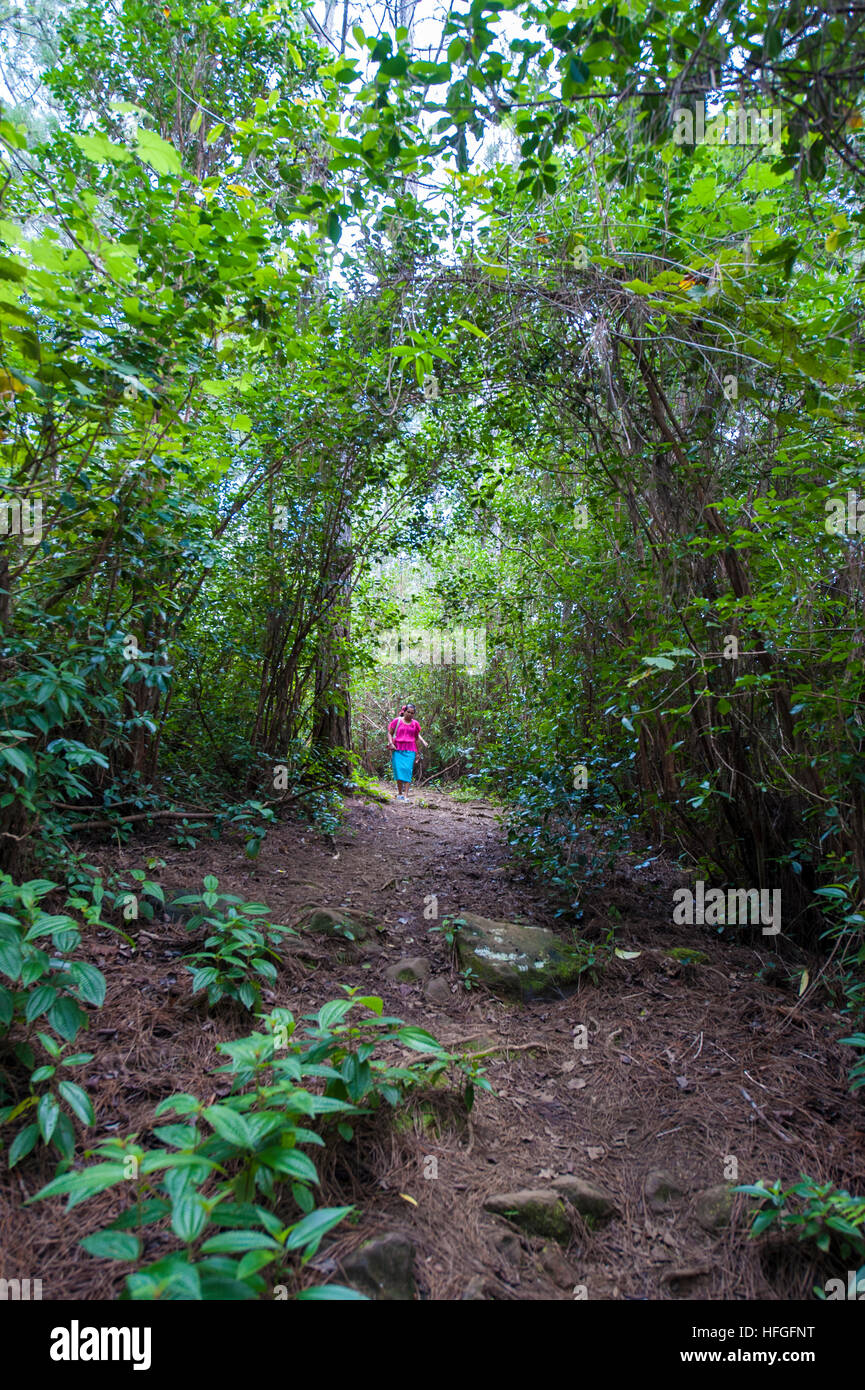 Alexandra Falls, a part of the Black River Gorges, Mauritius Stock ...