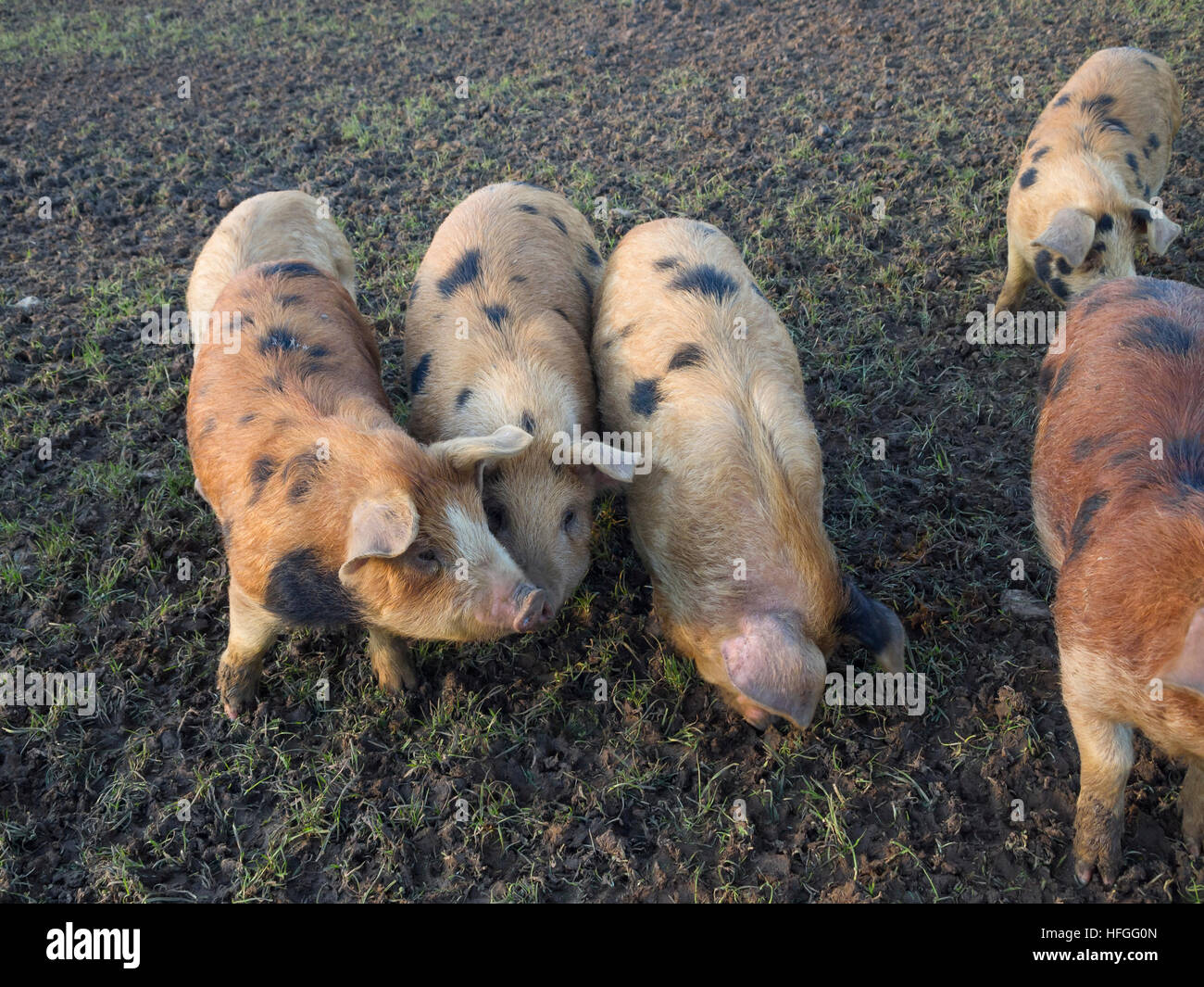 Gloucester old spot pigs free range in muddy field Stock Photo - Alamy