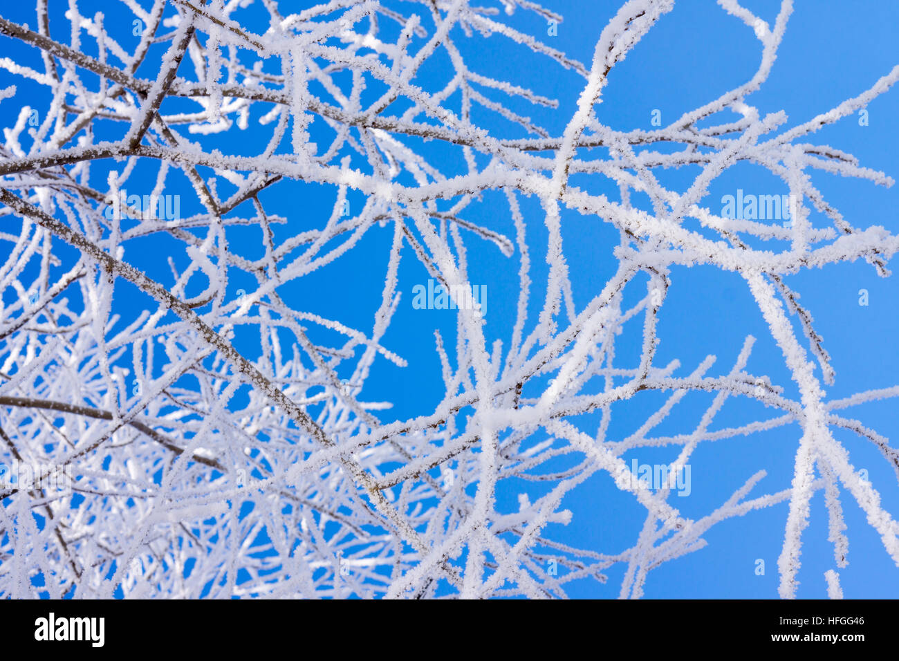 Snow Covered Nature - Winter Background Stock Photo - Alamy