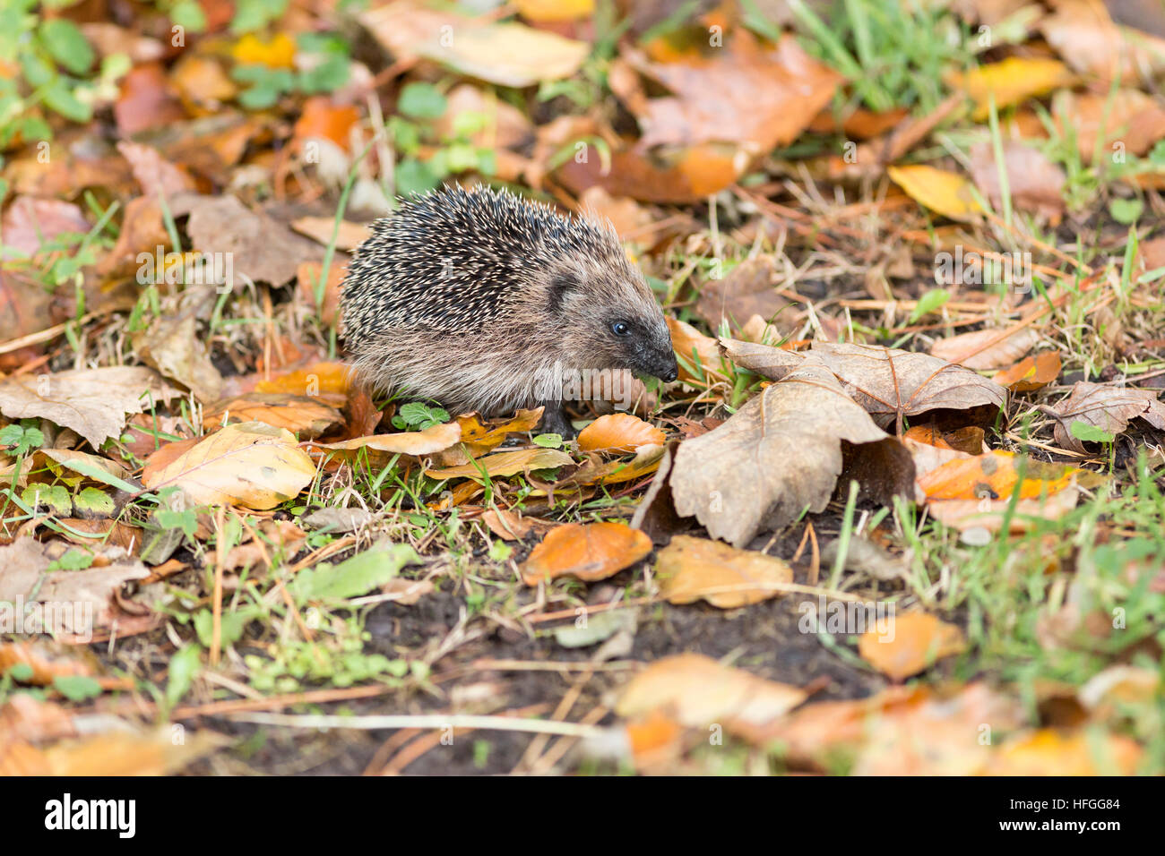 juvenile hedgehog in autumn leaf litter Stock Photo - Alamy