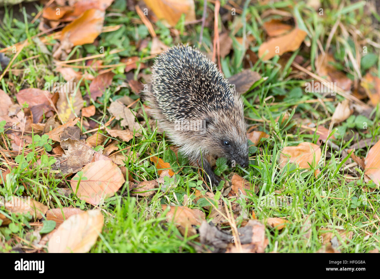 Hedge leaf litter hi-res stock photography and images - Alamy