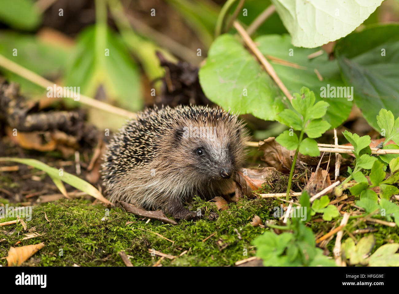 Hedgehog garden hedge hi-res stock photography and images - Alamy