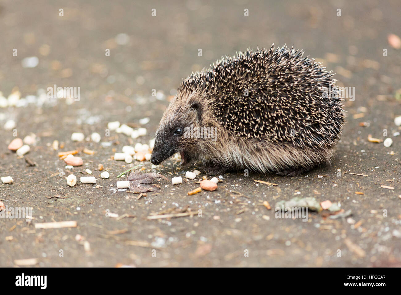 Hedgehog Teeth