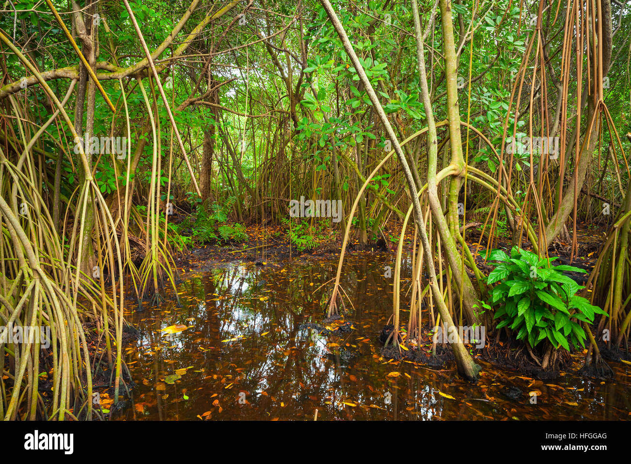 Mangrove Tree In Rainforest