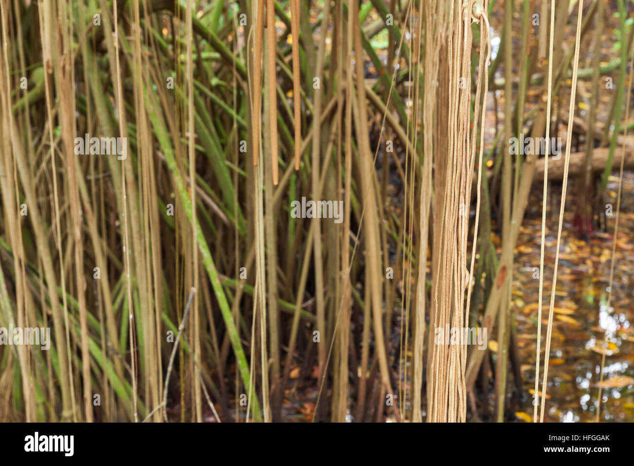 Wild tropical forest, roots of mangrove trees growing in water Stock ...