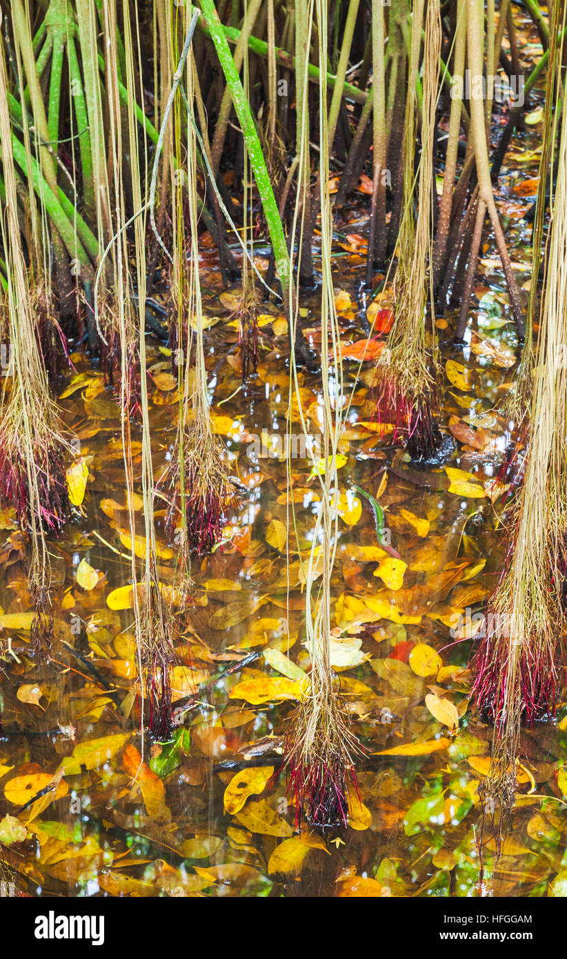 Tropical rainforest trees roots hi-res stock photography and images - Alamy