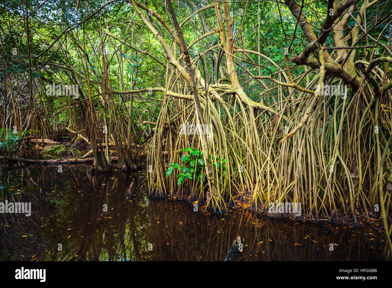 Wild tropical forest landscape, mangrove trees growing in the water ...
