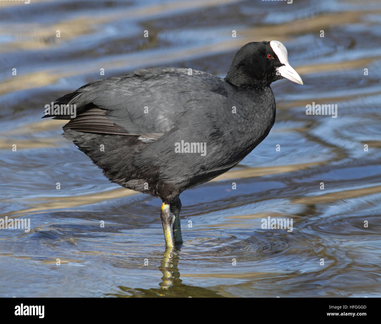 Eurasian coot standing in pond Stock Photo - Alamy