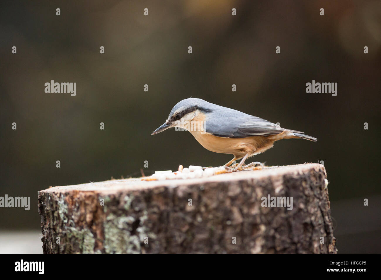 nuthatch standing on log isolated background Stock Photo - Alamy