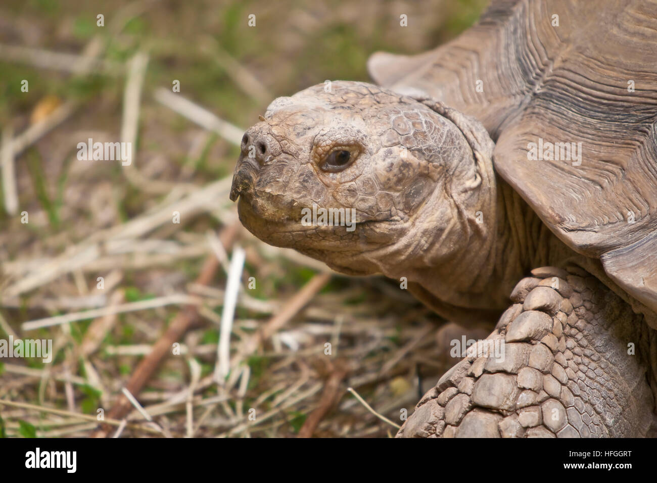 Spur thigh hi-res stock photography and images - Alamy