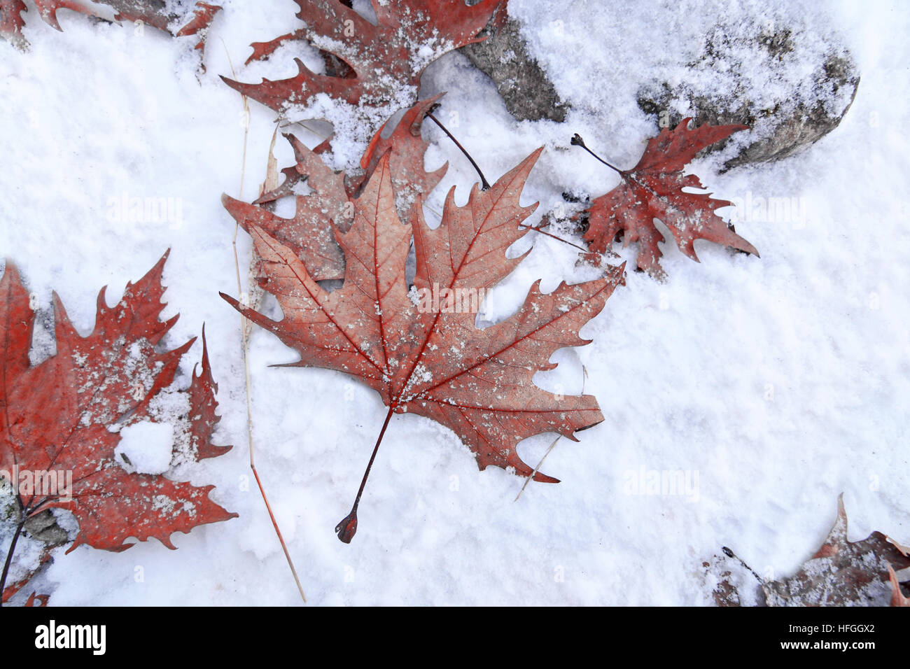 Red leaves snow hi-res stock photography and images - Alamy