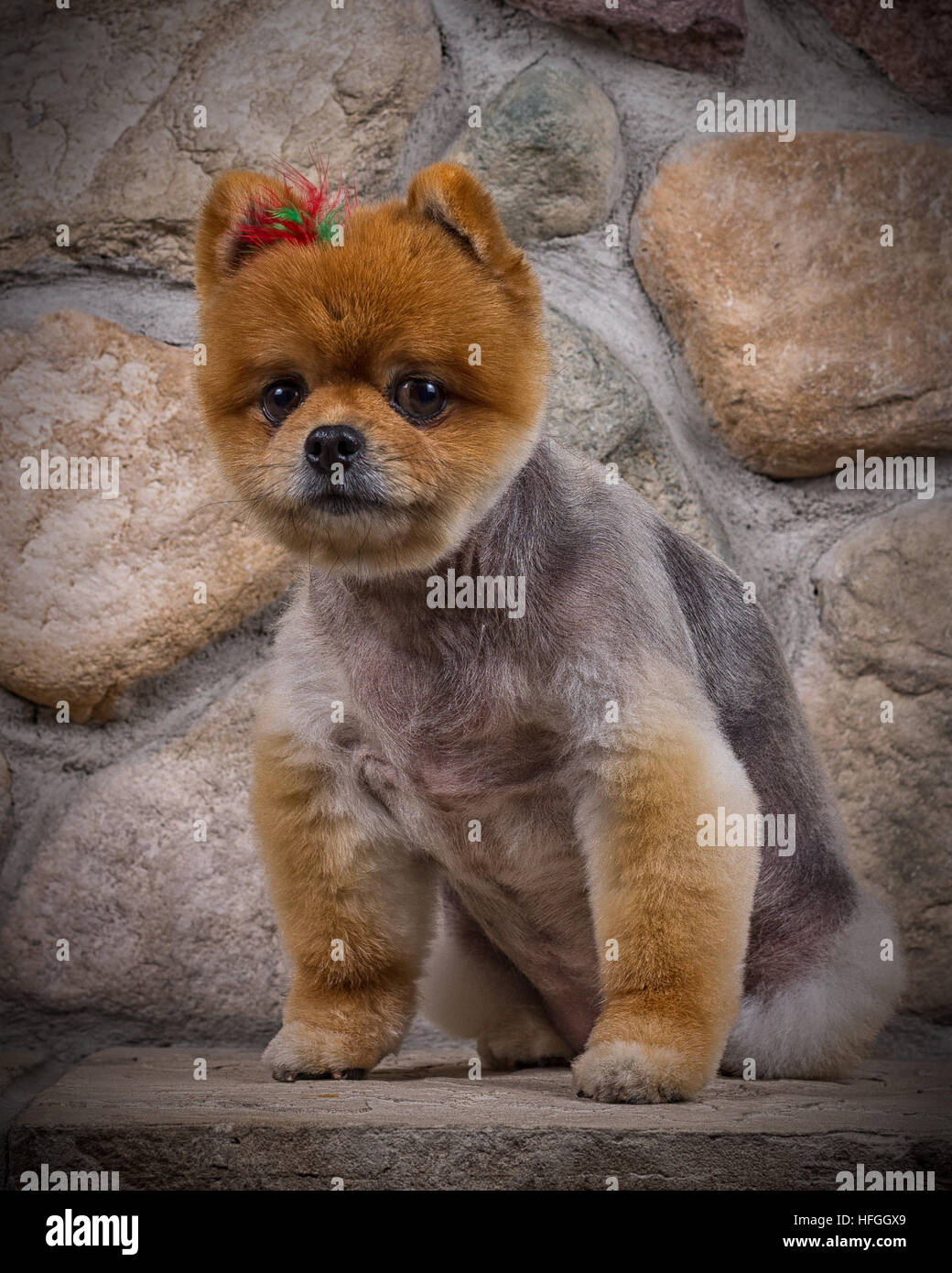 pomeranian puppy cute dog Stock Photo - Alamy