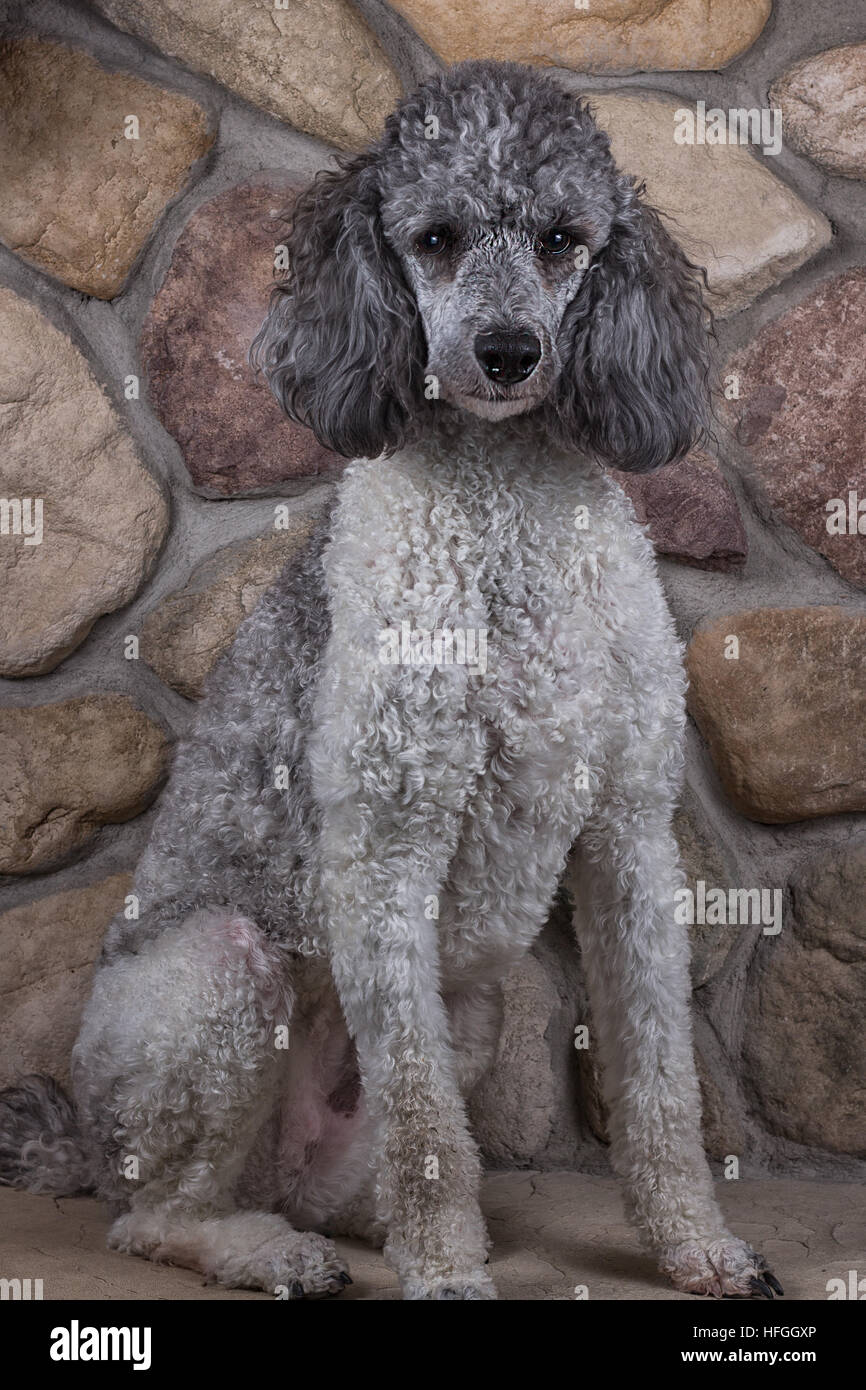Happy poodle hi-res stock photography and images - Alamy
