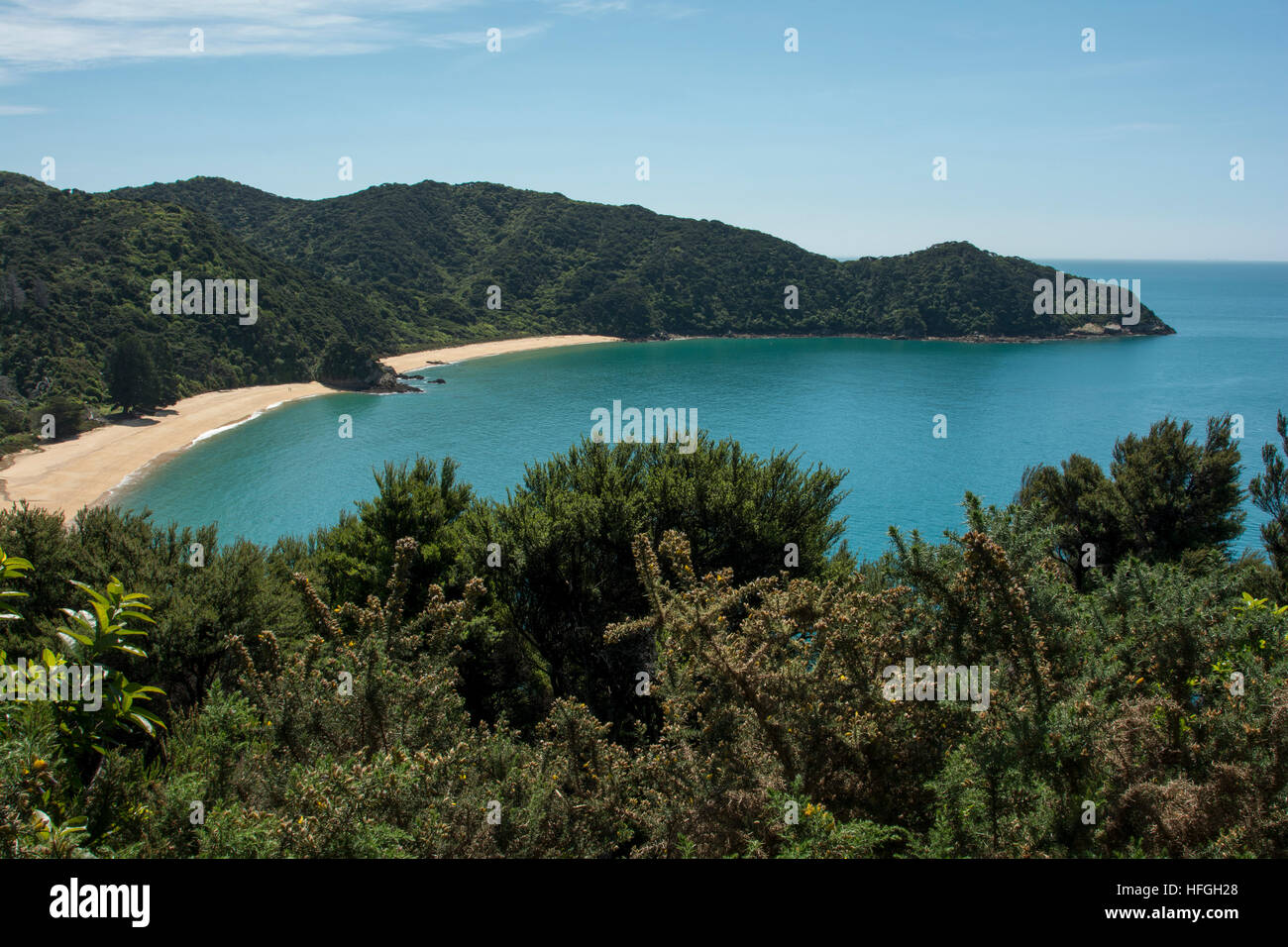 Regenerating forest grows above golden beaches of Mutton Cove at the ...