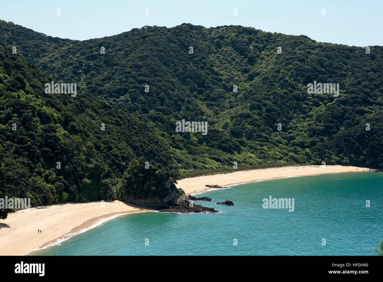 Regenerating forest grows above golden beaches of Mutton Cove at the ...