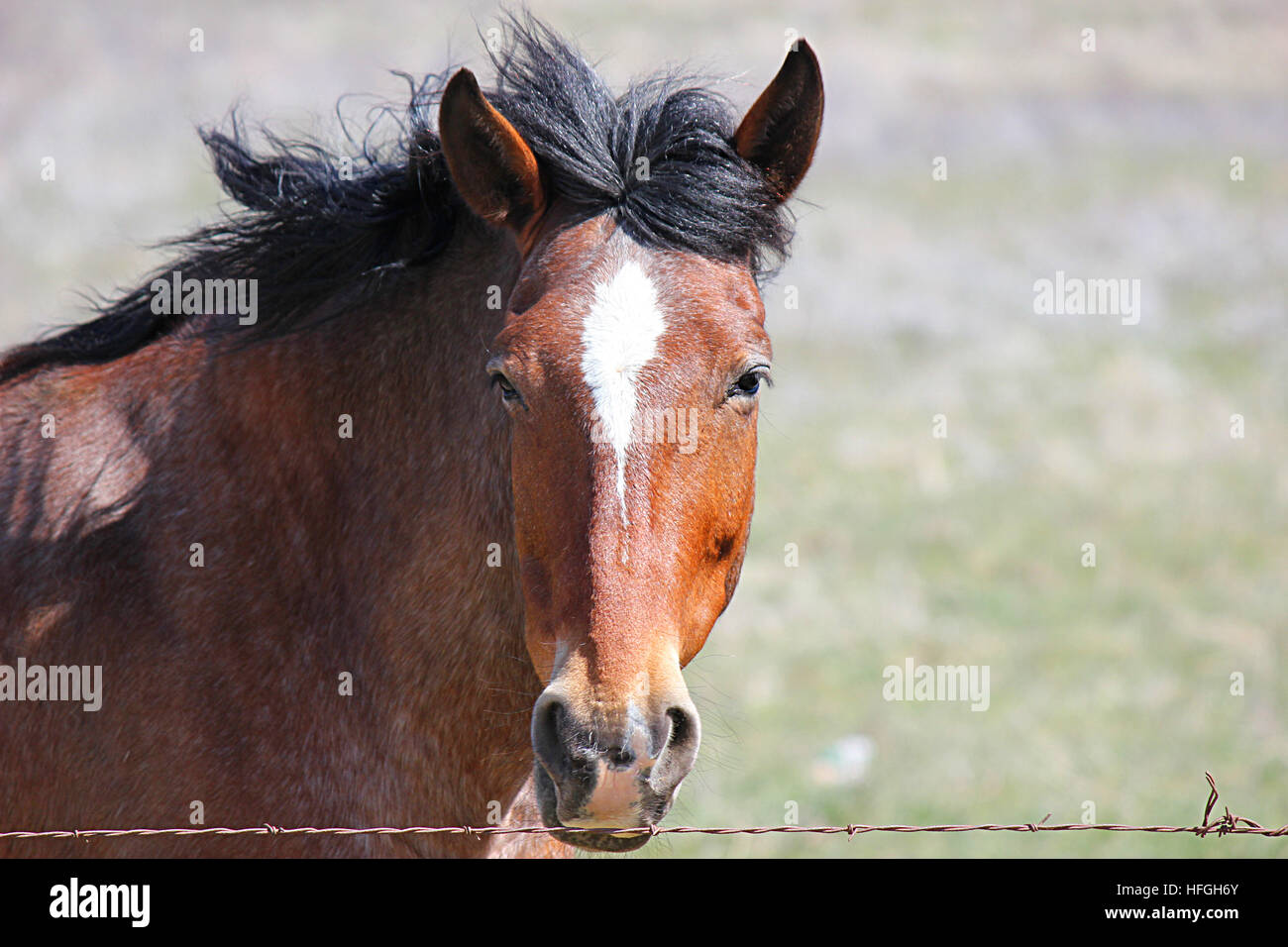 Horse face close up hi-res stock photography and images - Alamy
