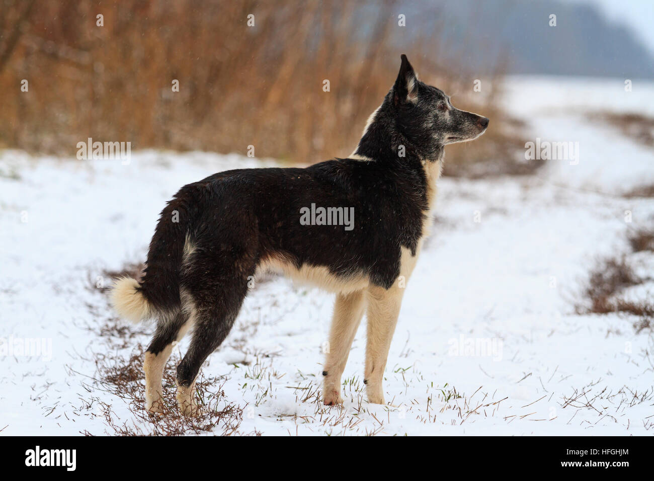 Wild boar in siberia hi-res stock photography and images - Alamy