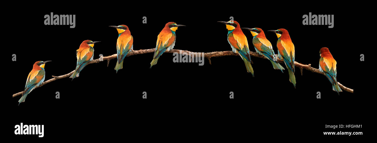 set of bee-eaters sitting on a branch isolated on black,birds of ...