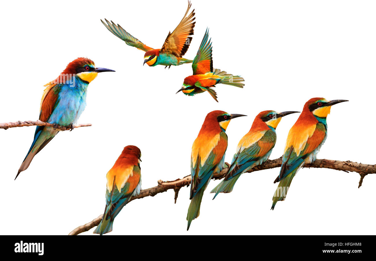 set of colored birds in different poses isolated on white,birds of ...