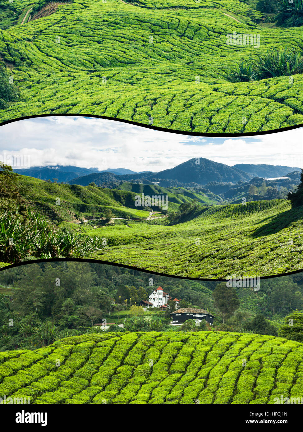 Rose cameron highland hi-res stock photography and images - Alamy