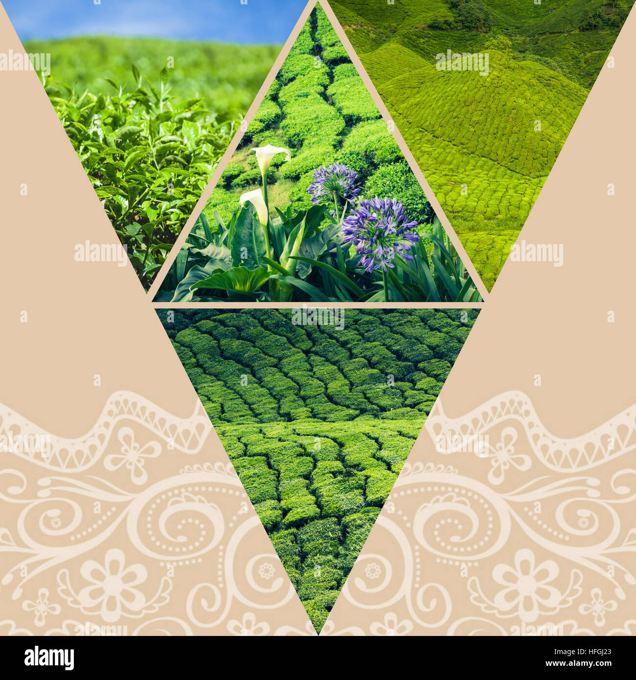 Collage of Malaysia,tea plantation in Cameron highlands Stock Photo - Alamy