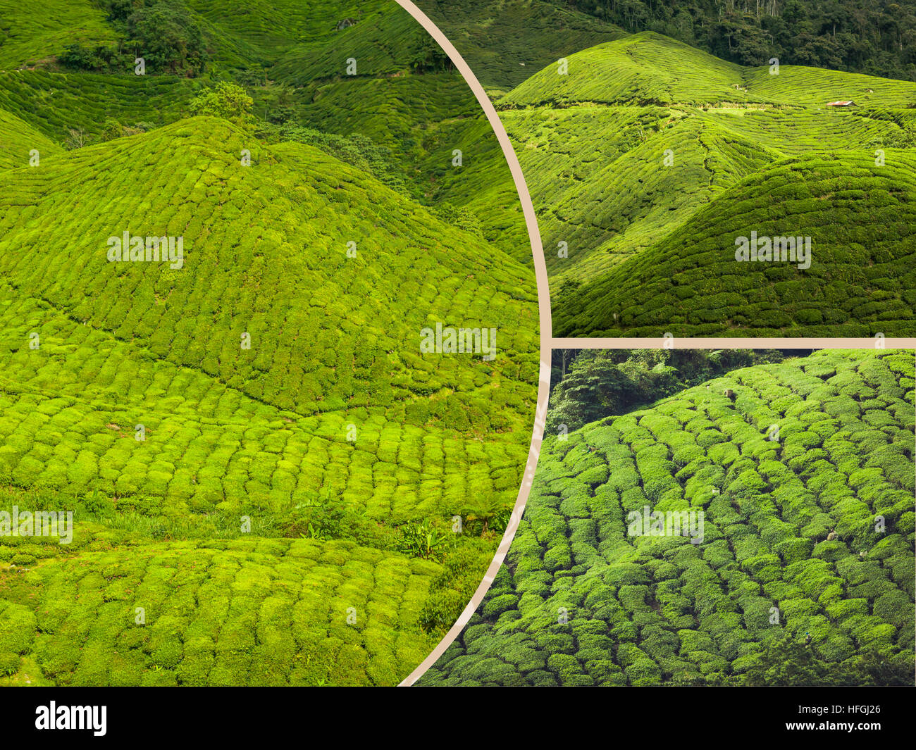 Collage of Malaysia,tea plantation in Cameron highlands Stock Photo - Alamy