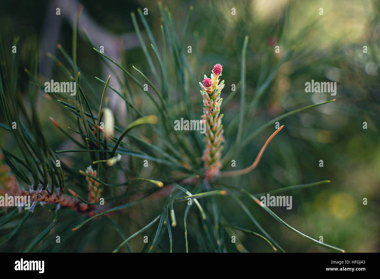 pine flower in spring in the sunlight close-up Stock Photo - Alamy