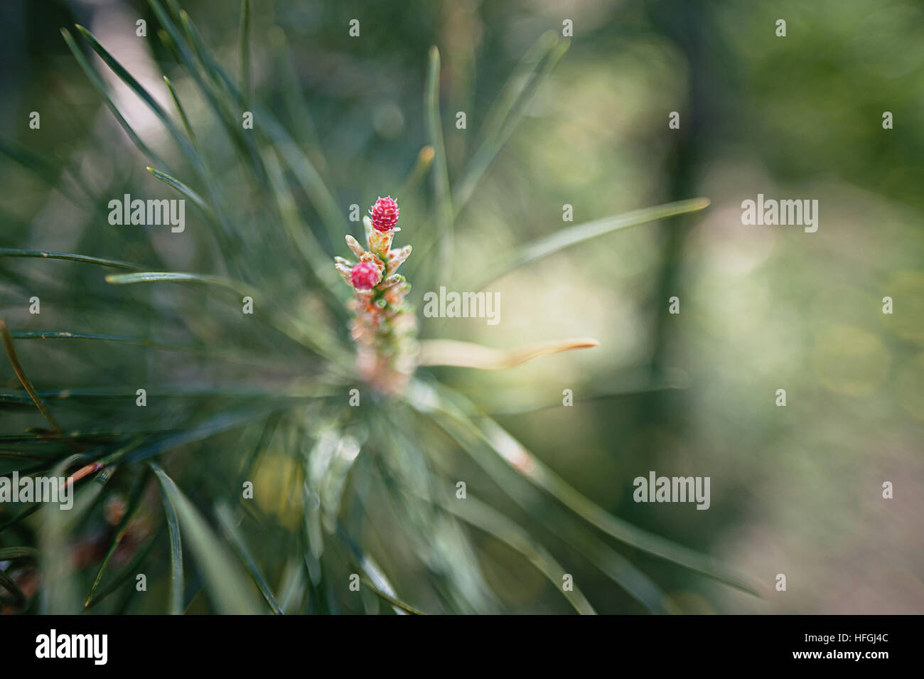 pine flower in spring in the sunlight close-up Stock Photo - Alamy