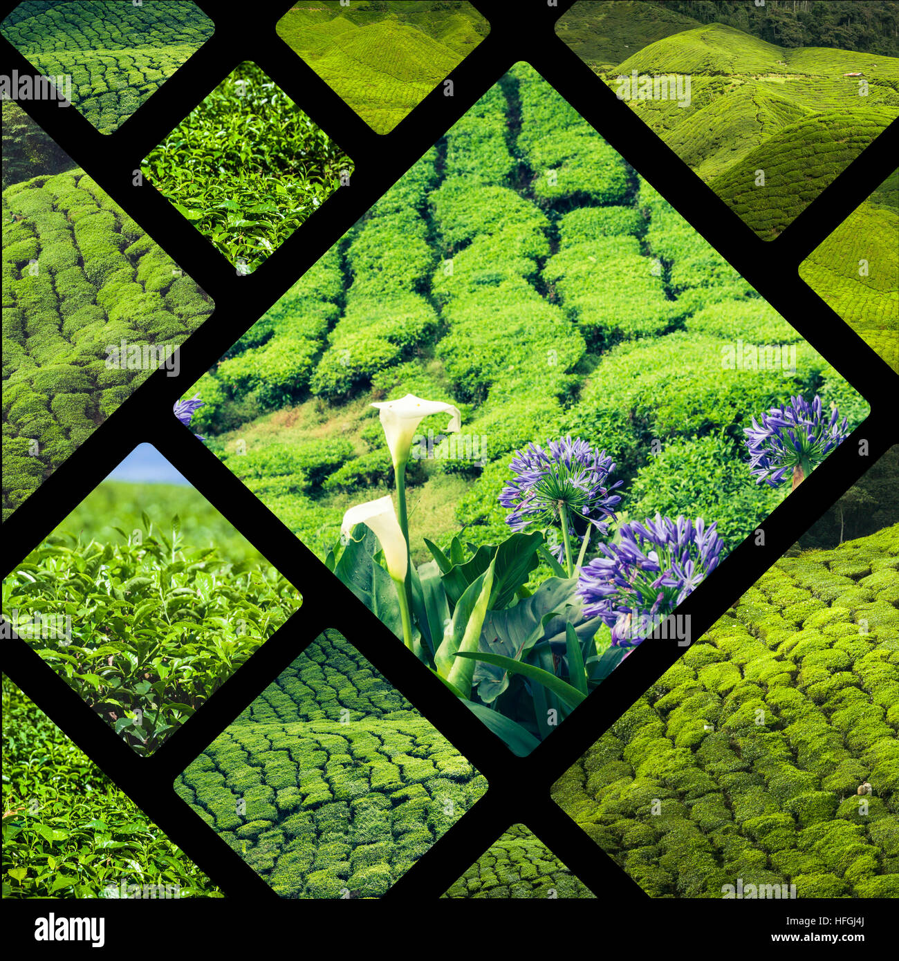 Rose cameron highland hi-res stock photography and images - Alamy