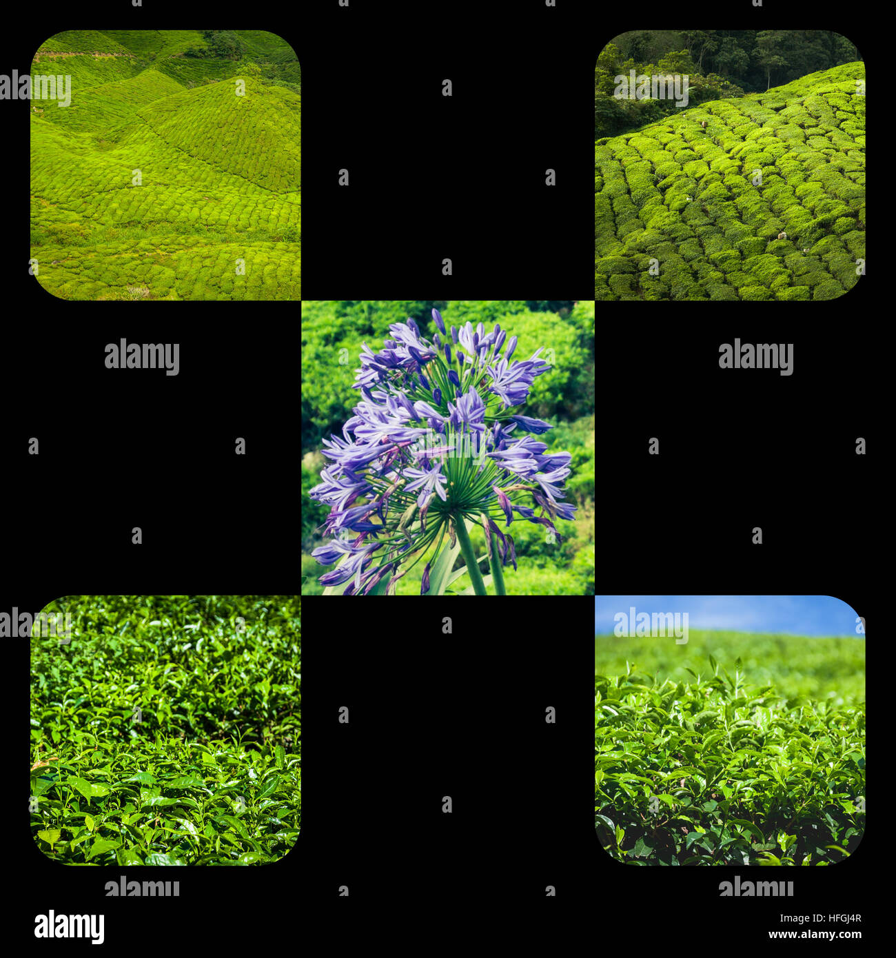 Collage of Malaysia,tea plantation in Cameron highlands Stock Photo - Alamy