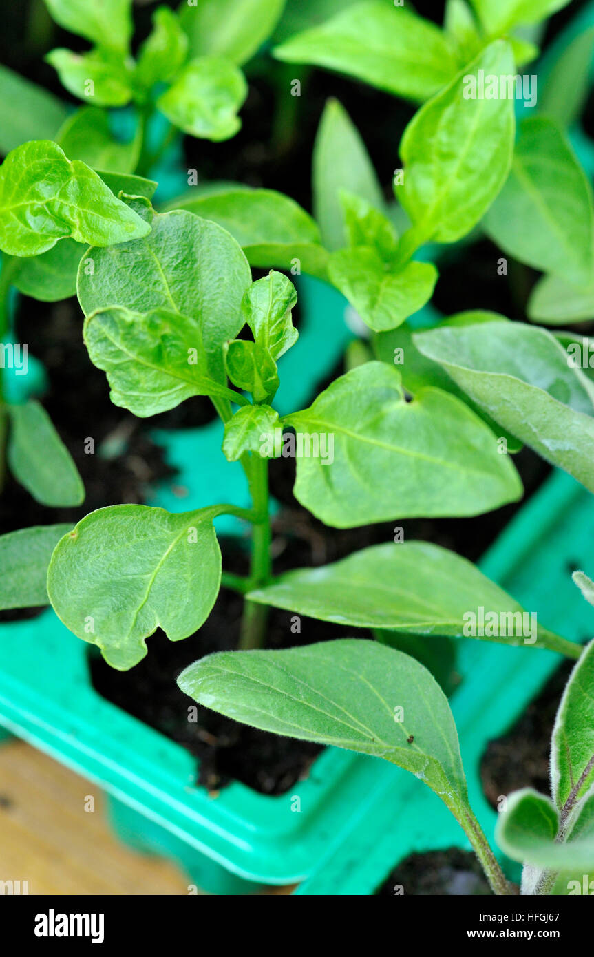 Seedbed seedbeds hi-res stock photography and images - Alamy