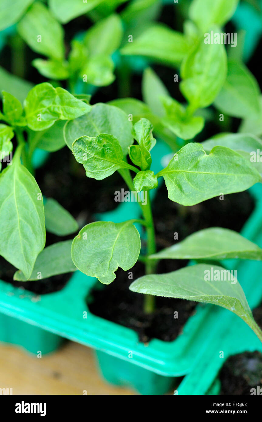 Seedbed seedbeds hi-res stock photography and images - Alamy
