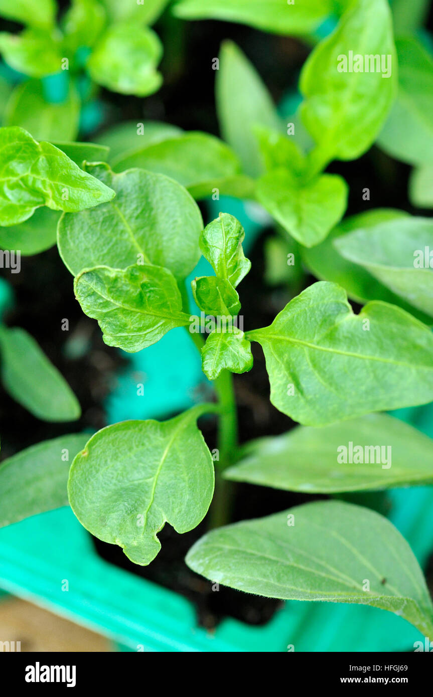 Seedbed seedbeds hi-res stock photography and images - Alamy