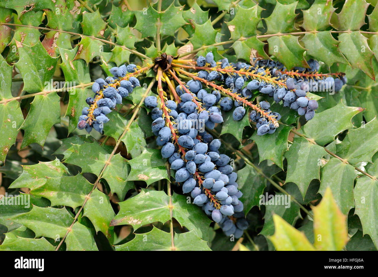 Mahonia is a genus of about 70 species of evergreen shrubs Stock Photo ...