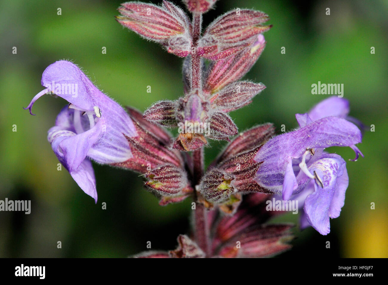 Salvia officinalis, or common sage, perennial, evergreen subshrub ...