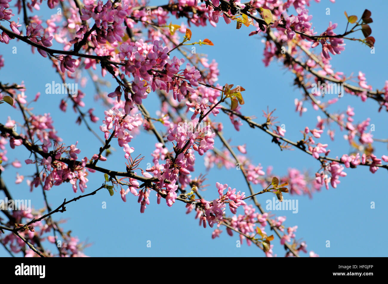 Judas tree (Cercis siliquastrum). Turo del Putget park, Barcelona ...