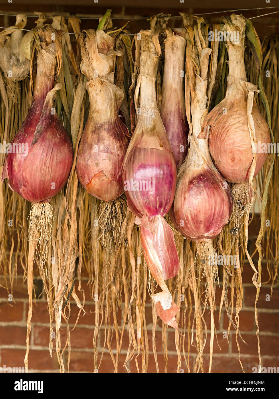 Onions drying hanging hi-res stock photography and images - Alamy