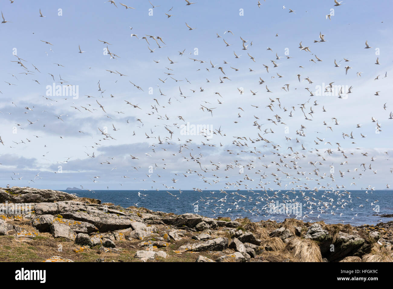 South american tern colony on Carcass Island in the Falklands Stock ...