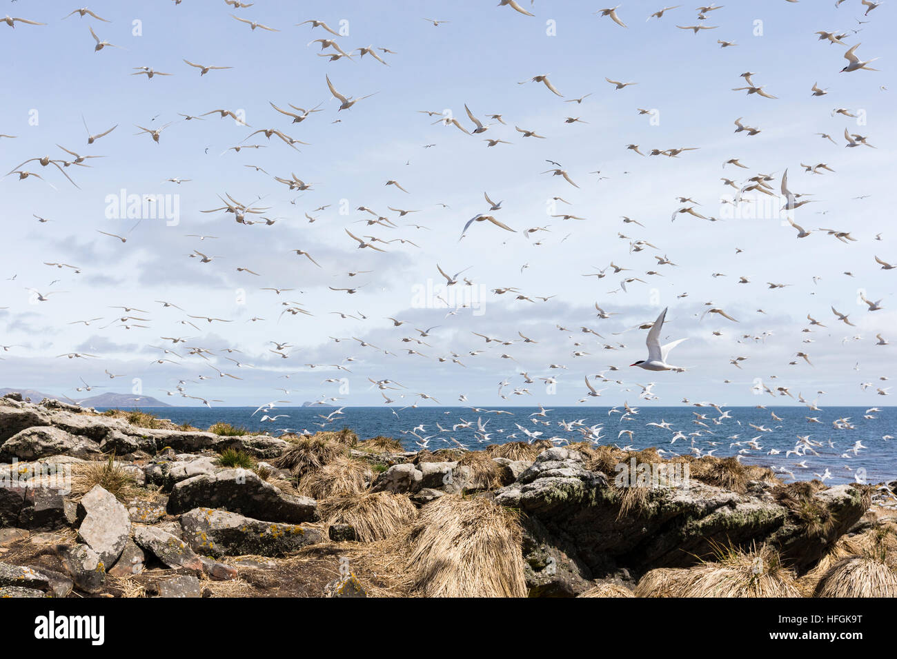 South american tern colony on Carcass Island in the Falklands Stock ...